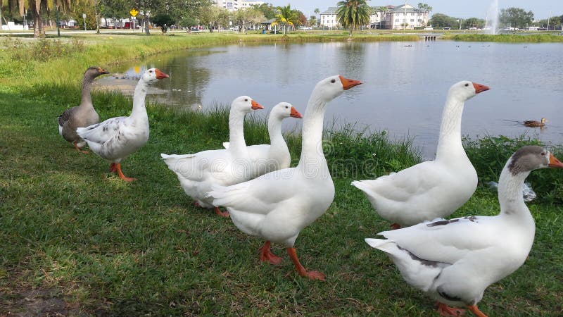 The Geese of Downtown Melbourne Florida Stock Image - Image of east ...