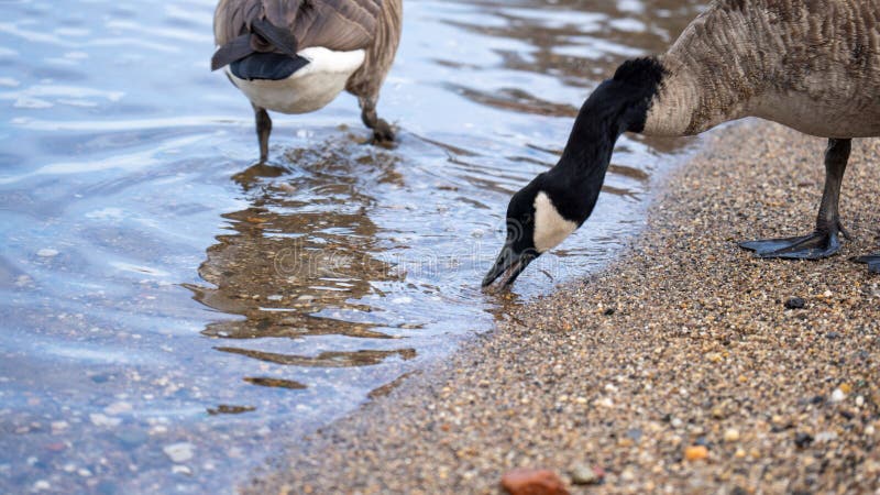 Geese Drinking at Lake Shore Stock Image - Image of reflection, animals ...