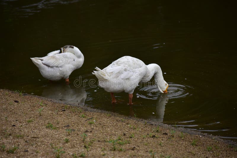 Geese are Eating in the Pool. Looks Beautiful, Natural Stock Image ...