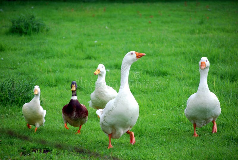 Geese and ducks stock photo. Image of rural, goose, chase - 5214884