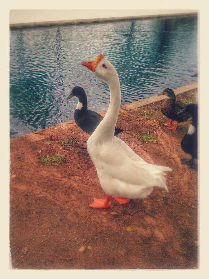 Geese stock photo. Image of park, ready, goose, geese - 70223686