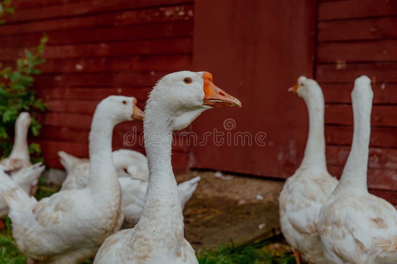 Geese, Ducks and Swans on the Farm Stock Photo - Image of barn, beak ...
