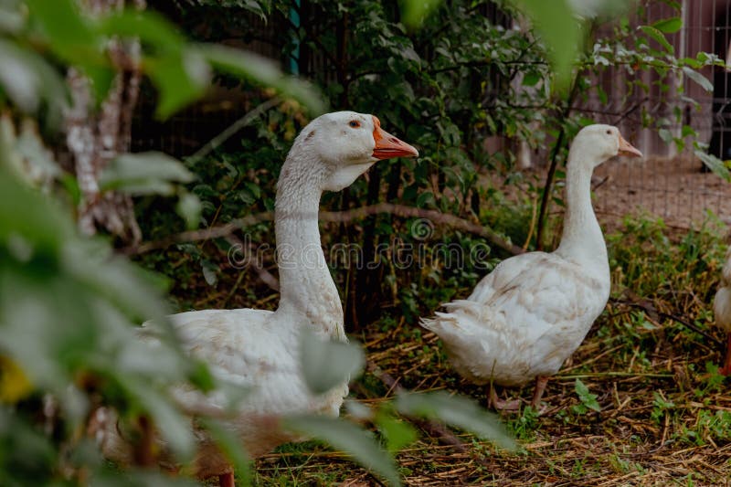 Geese, Ducks and Swans on the Farm Stock Photo - Image of cottage ...