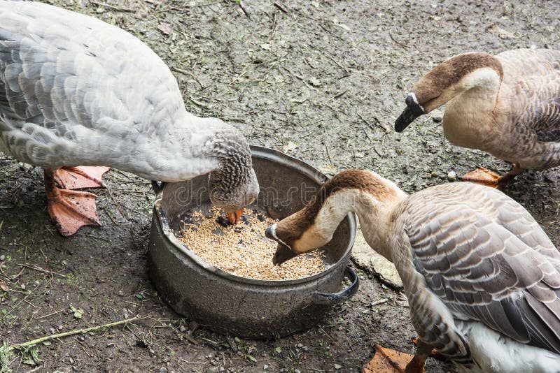 Geese eating corn stock image. Image of group, homestead - 50375827