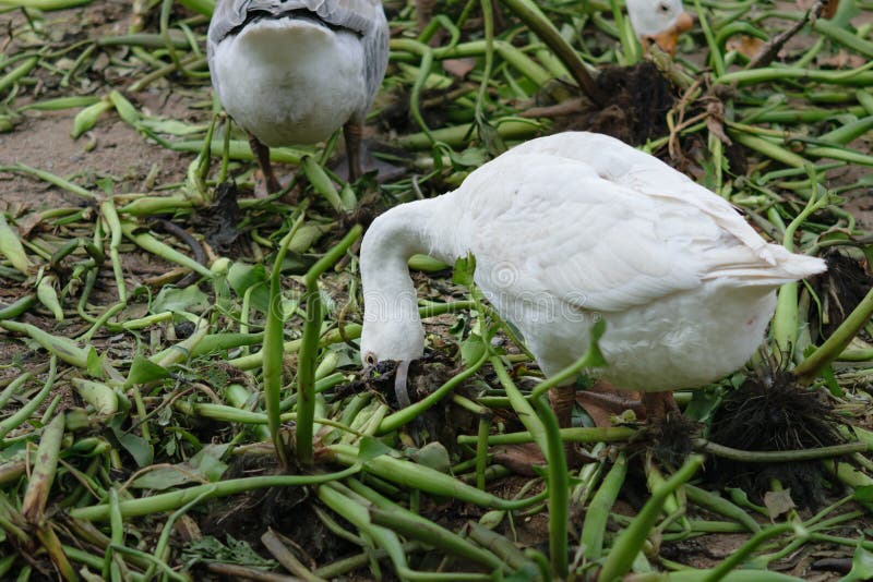 Geese eating food stock photo. Image of animal, beautiful - 144292974