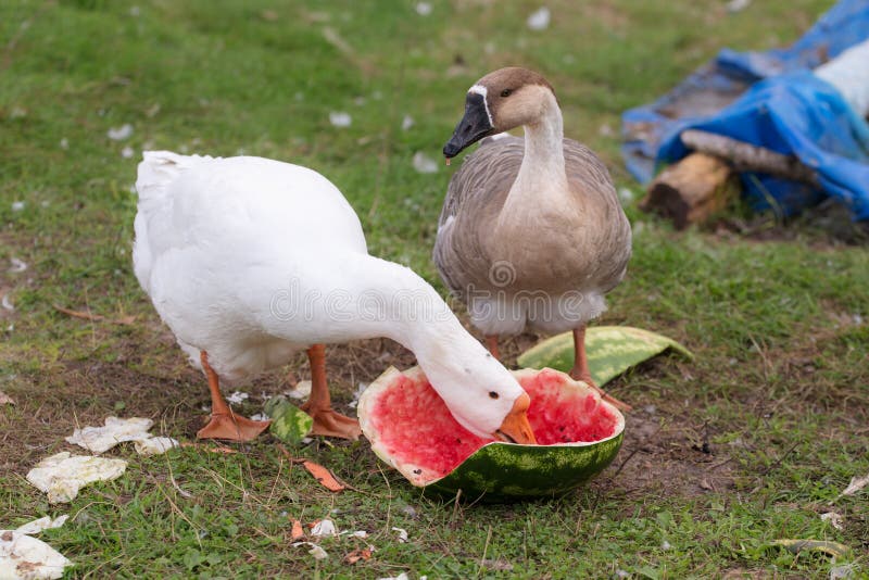 Geese Watermelon Stock Photos - Free & Royalty-Free Stock Photos from ...