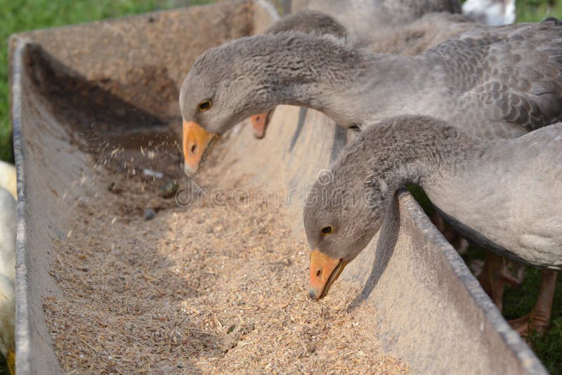 Geese stock image. Image of girls, food, smile, rabbit - 45137035