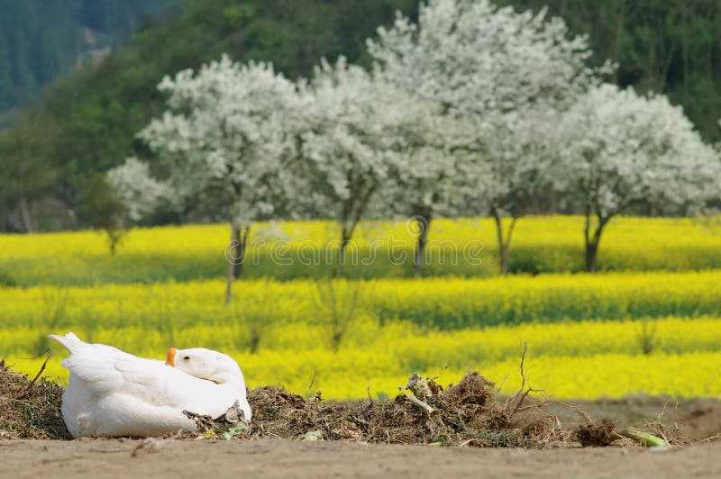 Geese are Enjoying the Spring Sunshine Stock Image - Image of ...