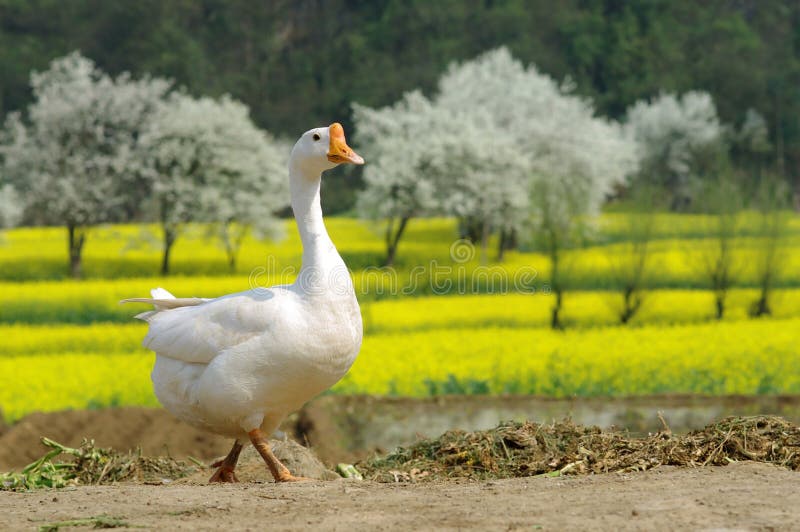 Geese are Enjoying the Spring Sunshine Stock Image - Image of trees ...