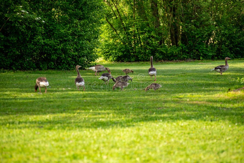 Geese family in park stock photo. Image of black, funny - 183821138