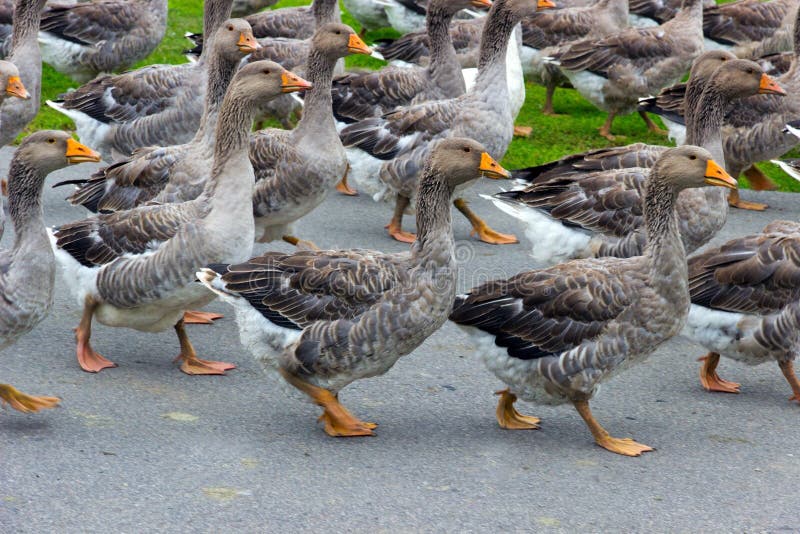 Goose on farm stock image. Image of fowl, agriculture - 23607481
