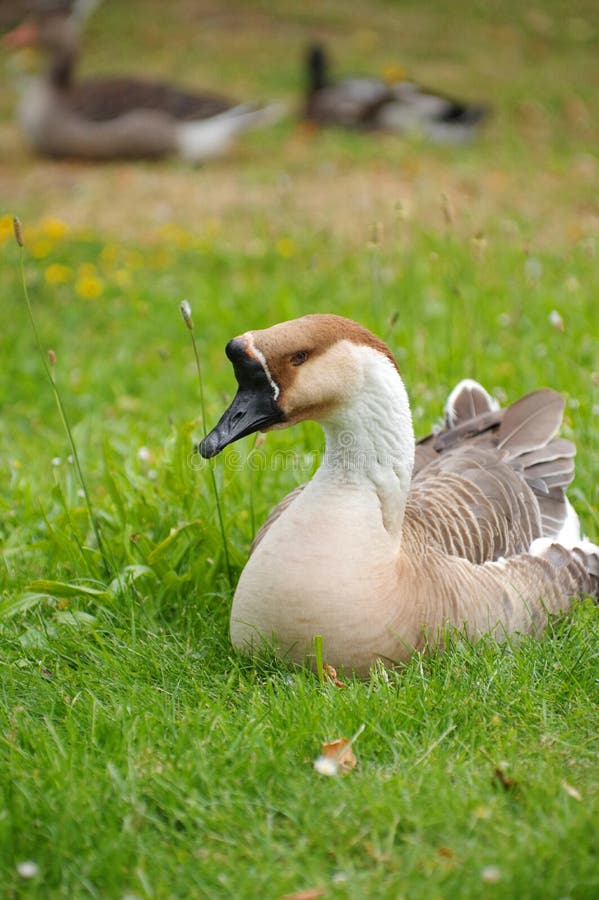 Geese farm stock photo. Image of animals, geese, organic - 41650338