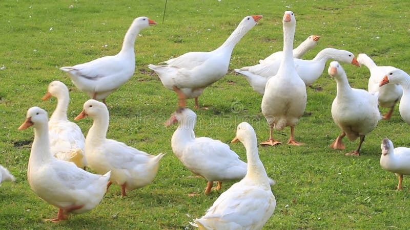 Geese on a Farm, Feeding with Bread Stock Footage - Video of neck ...