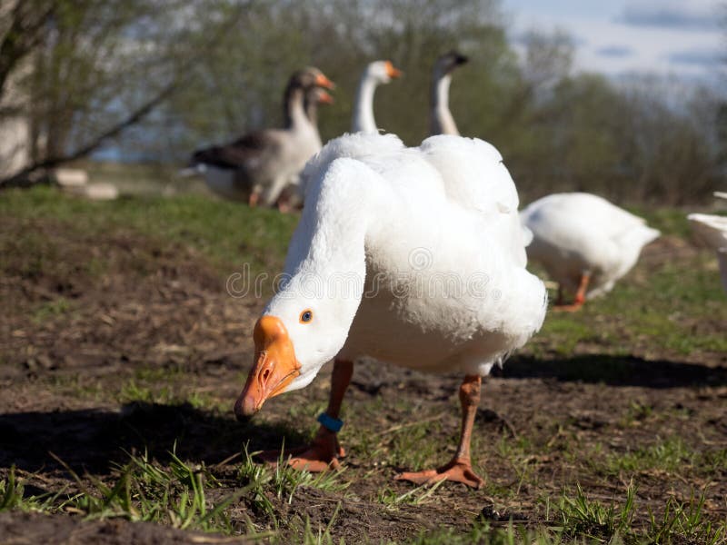 Geese on the farm stock image. Image of geese, village - 202179181