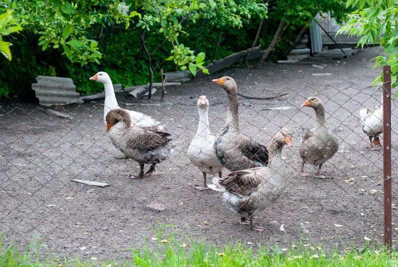 Geese on farm stock image. Image of flock, gaggle, animal - 72253287