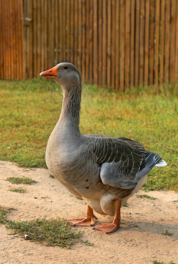 Geese on the Farm.. Shooting Outdoors. Rustic Stock Photo - Image of ...