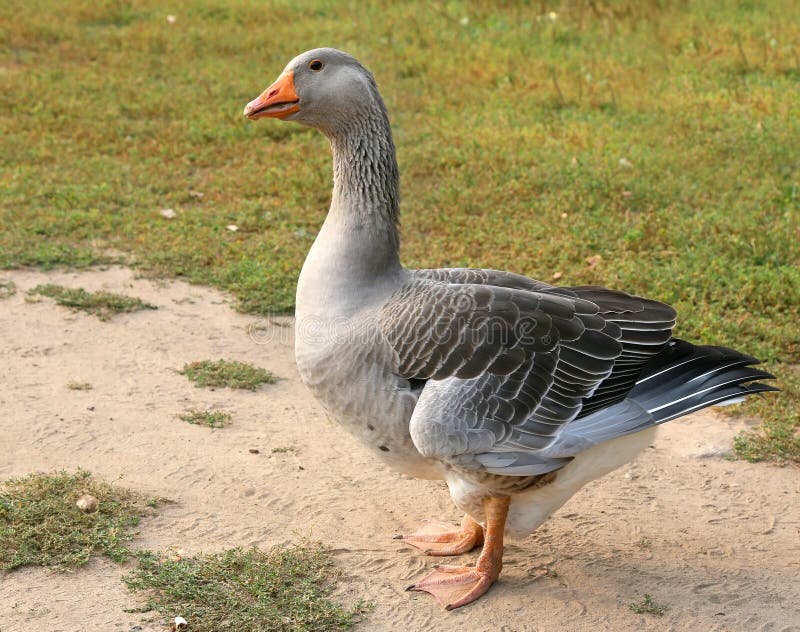 Geese on the Farm.. Shooting Outdoors Stock Photo - Image of domestic ...