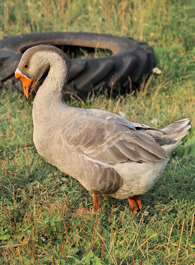 Geese on the Farm.. Shooting Outdoors. Rustic Theme Stock Photo - Image ...