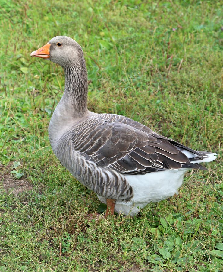 Geese on the Farm.. Shooting Outdoors. Rustic Theme Stock Photo - Image ...