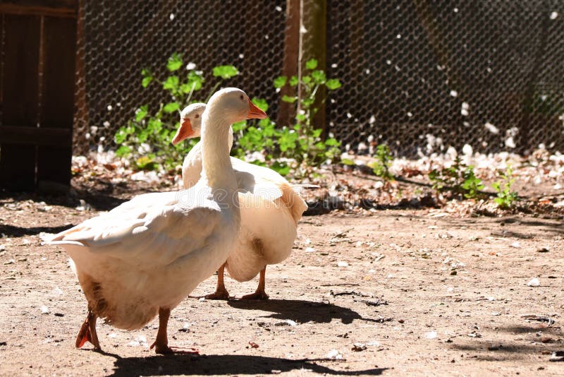 Geese at a Farm in the Sunlight Stock Image - Image of forever, eyes ...