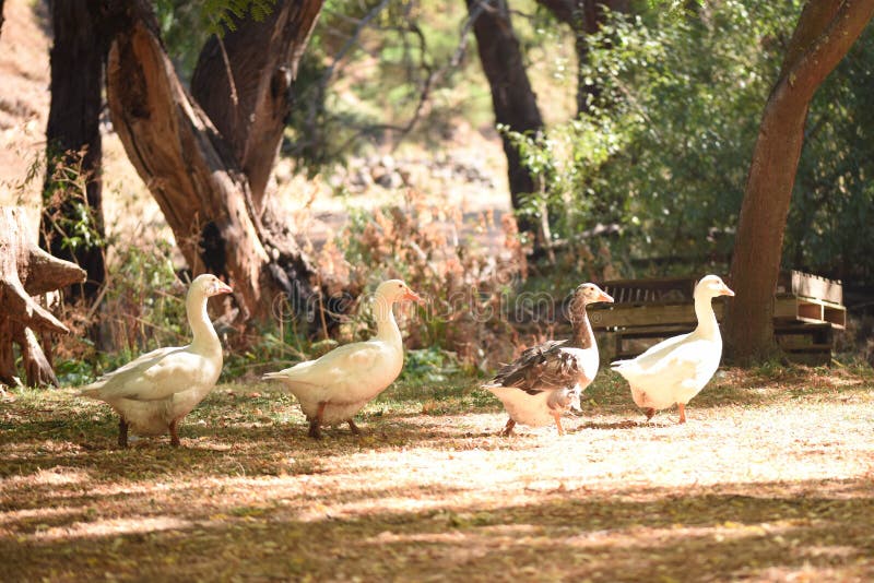Geese at a Farm in the Sunlight Stock Photo - Image of eggs, active ...