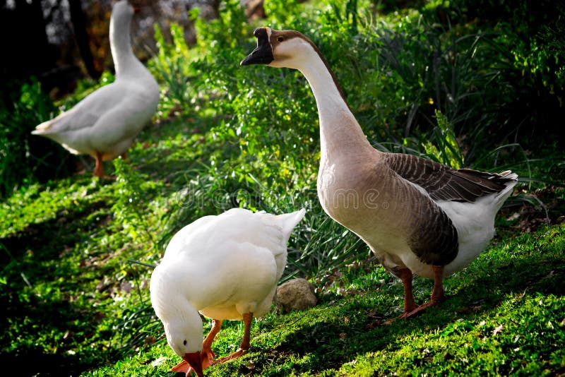 Farmhouse Italiana Stock Photos - Free & Royalty-Free Stock Photos from ...