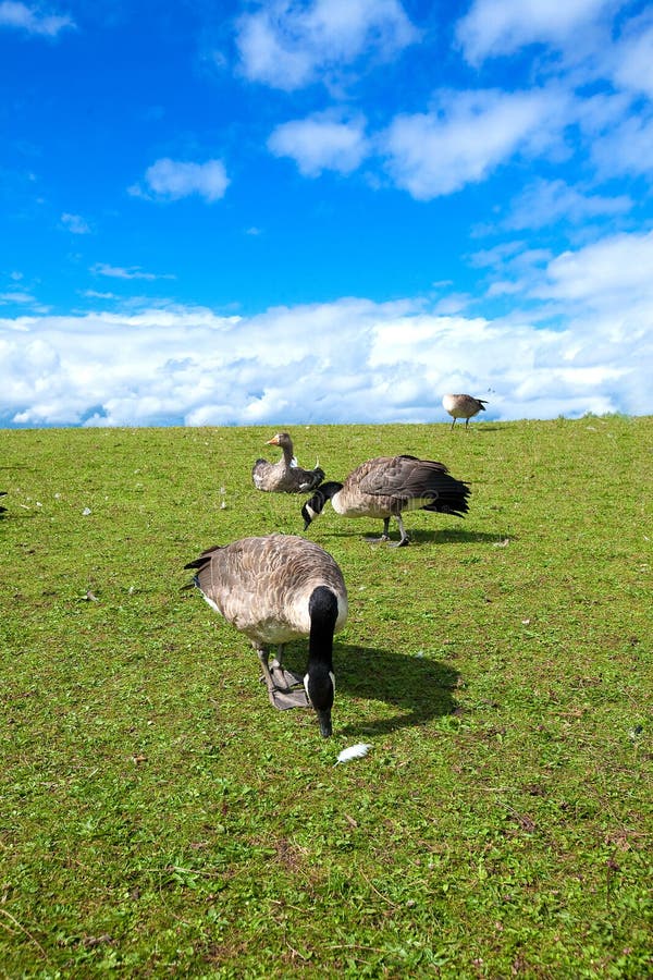 Geese Feeding on Grassy Hills Stock Image - Image of fresh, hill: 18335231