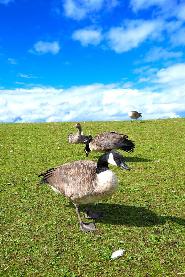Geese Feeding on Grassy Hills Stock Image - Image of webbed, spring ...
