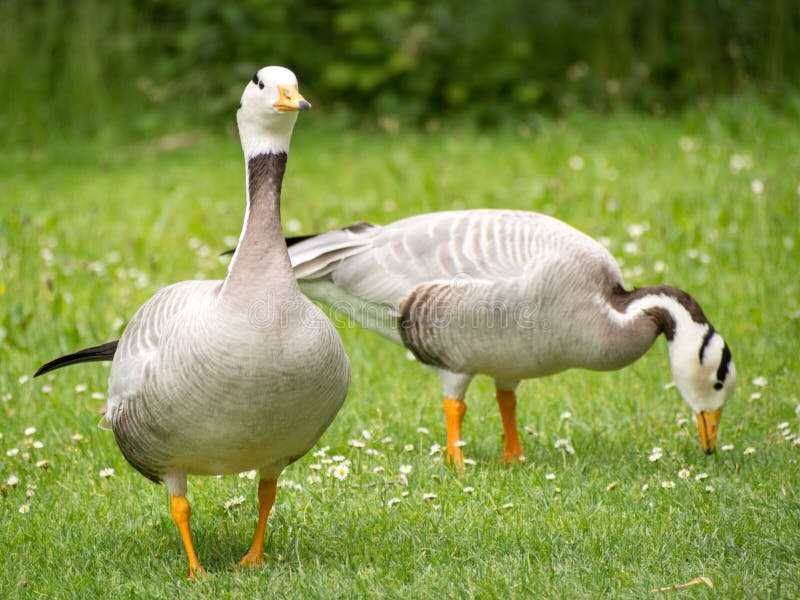 Geese feeding in a park stock image. Image of brown, goose - 59303579