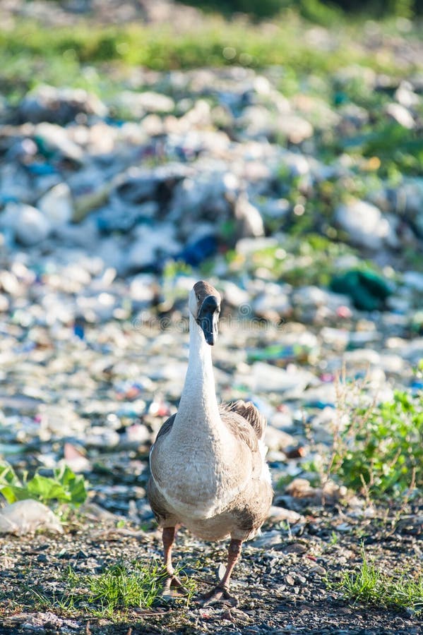 Geese Feeding on the Waste Pile Stock Image - Image of food ...