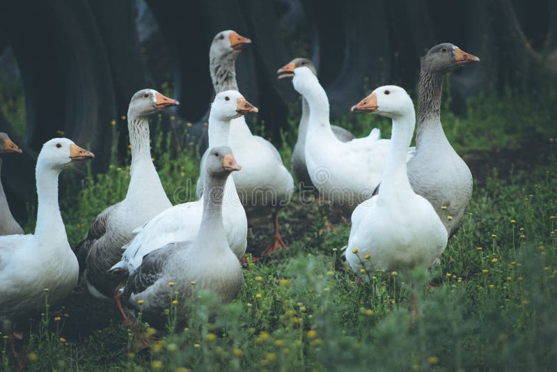 Geese In Field Picture. Image: 97838166