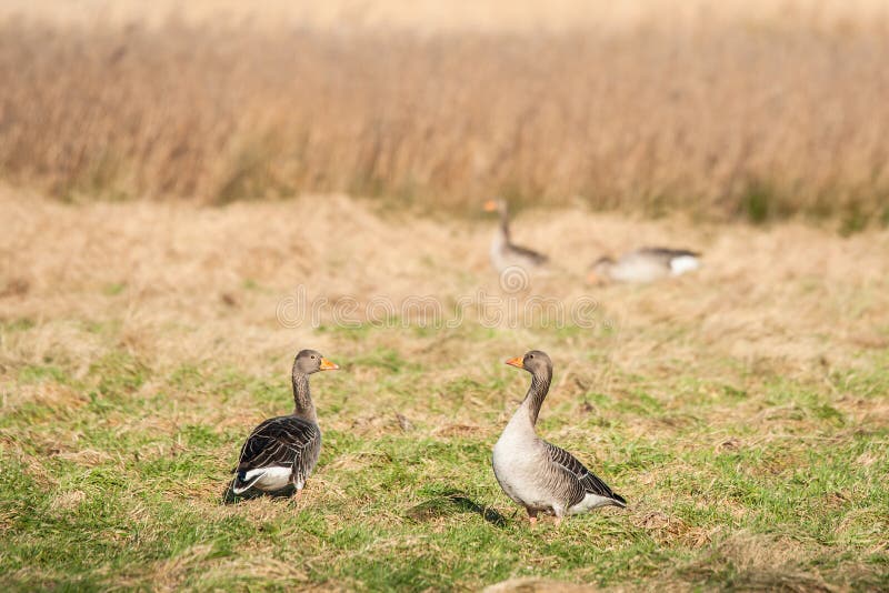 Geese on a field stock image. Image of gray, domestic - 51589001