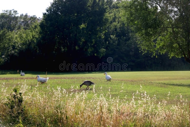 Geese on a Field stock image. Image of lush, green, beautiful - 186286315