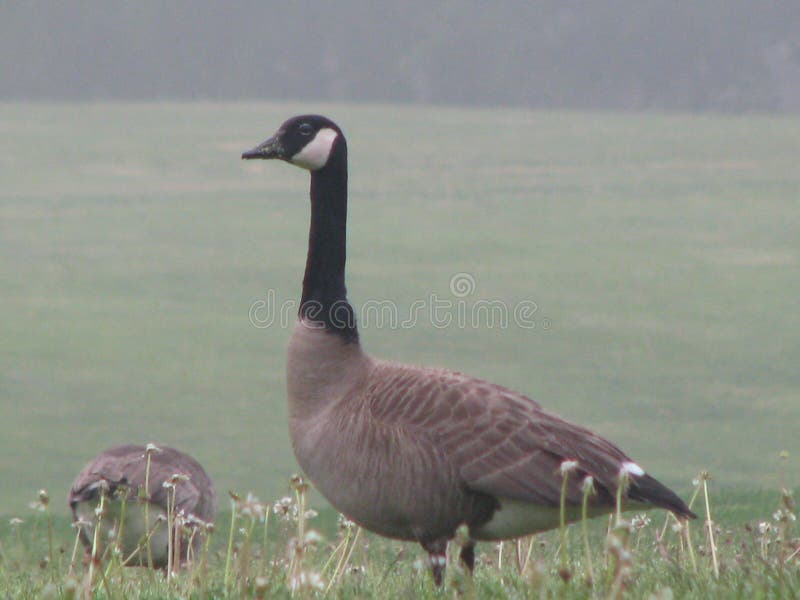 Geese in the field stock photo. Image of field, nature - 54822886