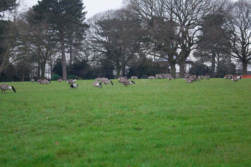 Geese on a Field stock image. Image of water, goose, proud - 71565705