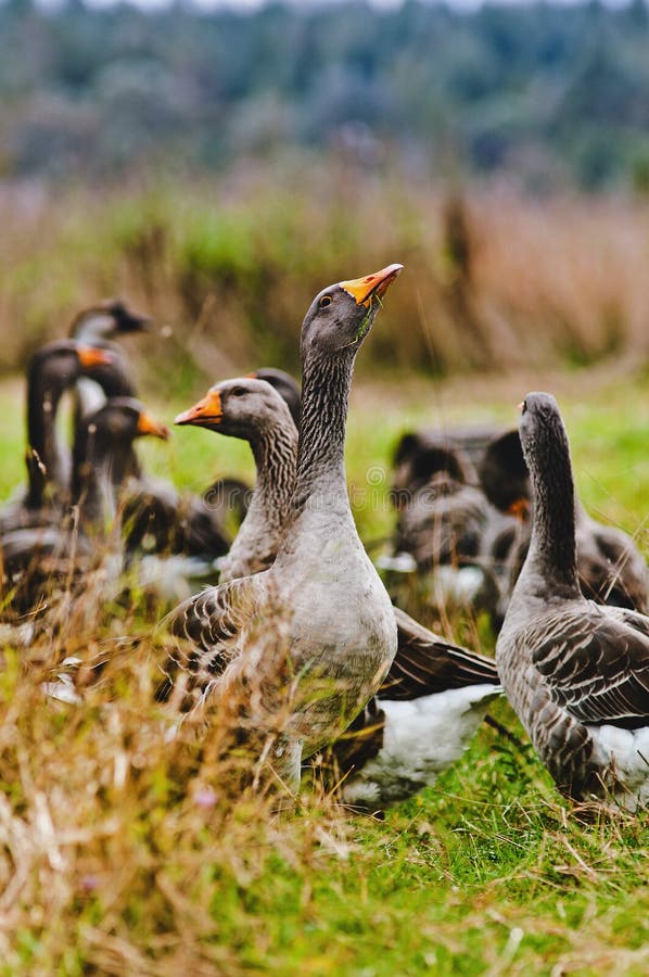 Geese in the field stock image. Image of roustic, scenic - 32239555