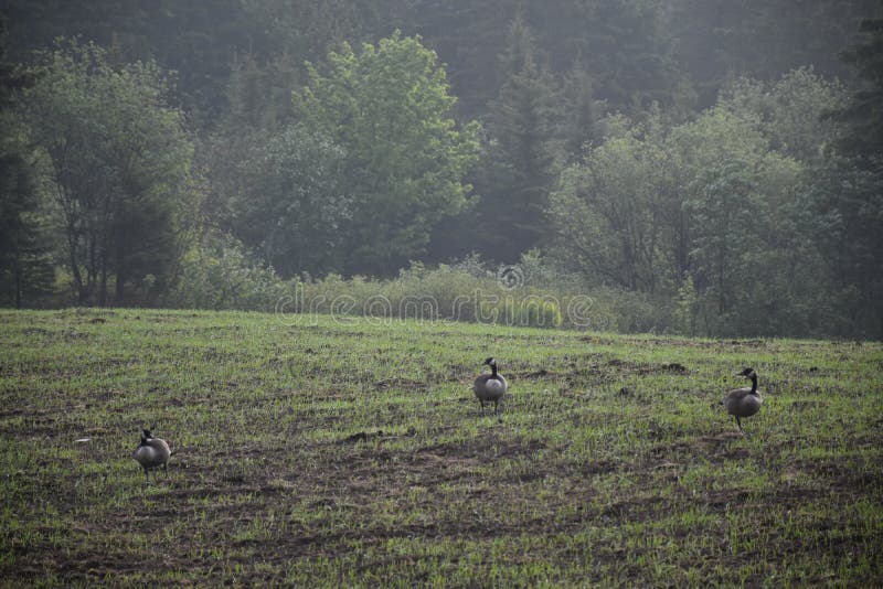 Geese in a field in spring stock image. Image of animal - 220405253