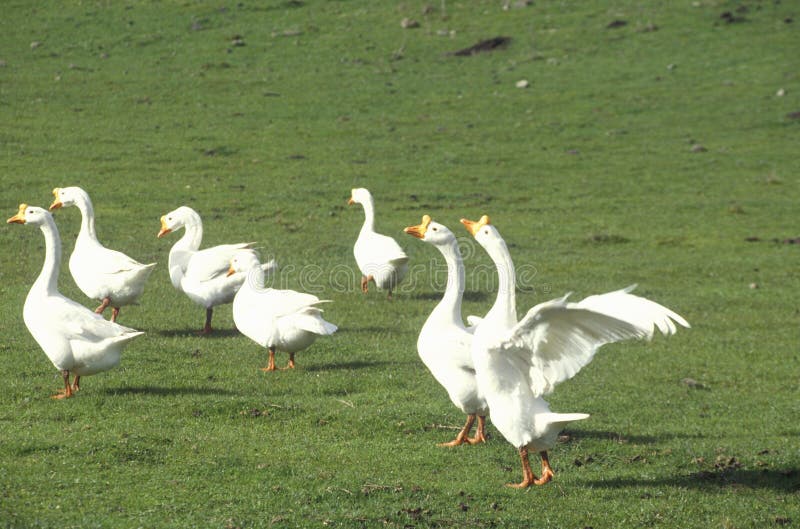 Geese in field, springtime stock photo. Image of group - 52315494