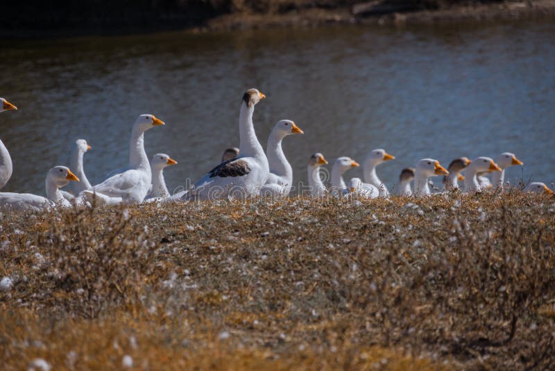 Geese in a Field in Sunlight in Autumn. Stock Photo - Image of green ...