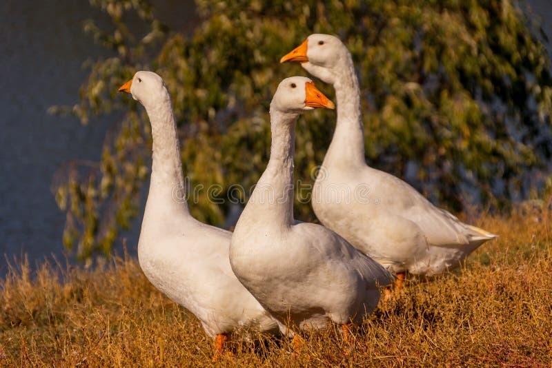 Geese in a Field in Sunlight in Autumn. Stock Image - Image of nature ...