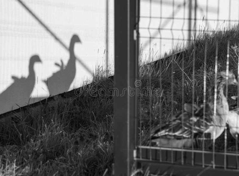 Geese and shadows stock image. Image of street, tree - 381566803