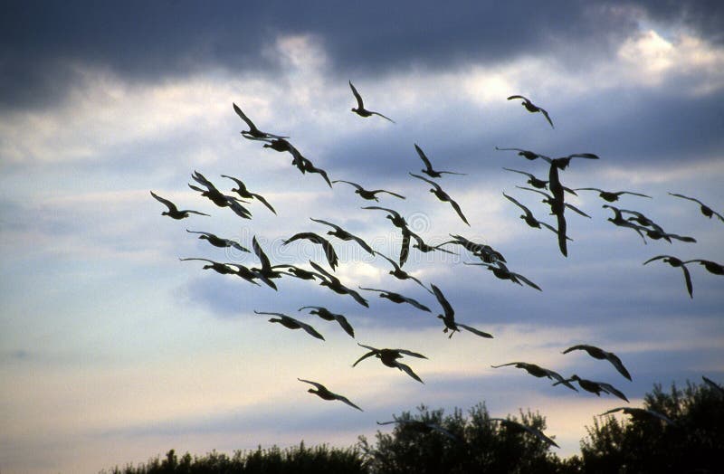 Morning Geese stock image. Image of sunrise, lake, bird - 10679913