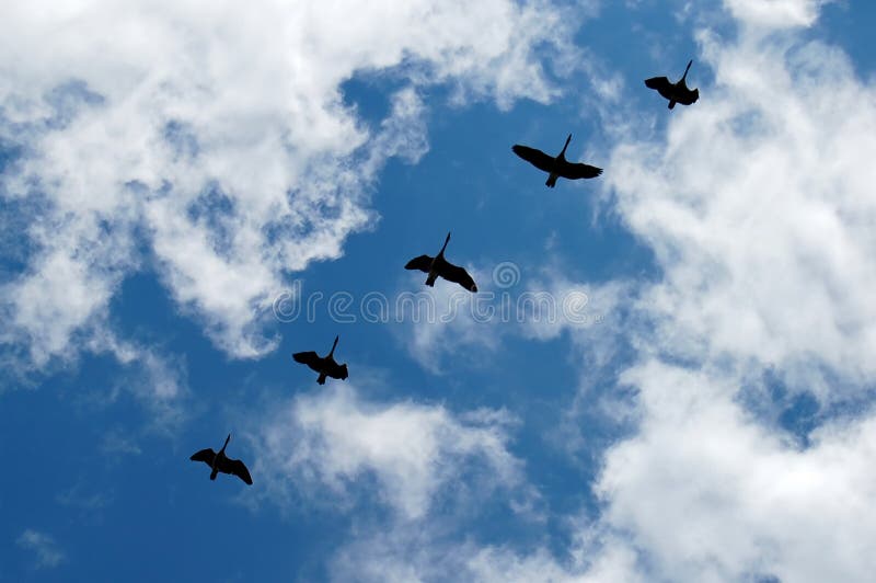 Geese in flight stock photo. Image of migration, flying - 2948908