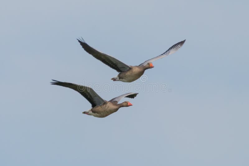 Geese in flight stock photo. Image of flying, netherlands - 96212168