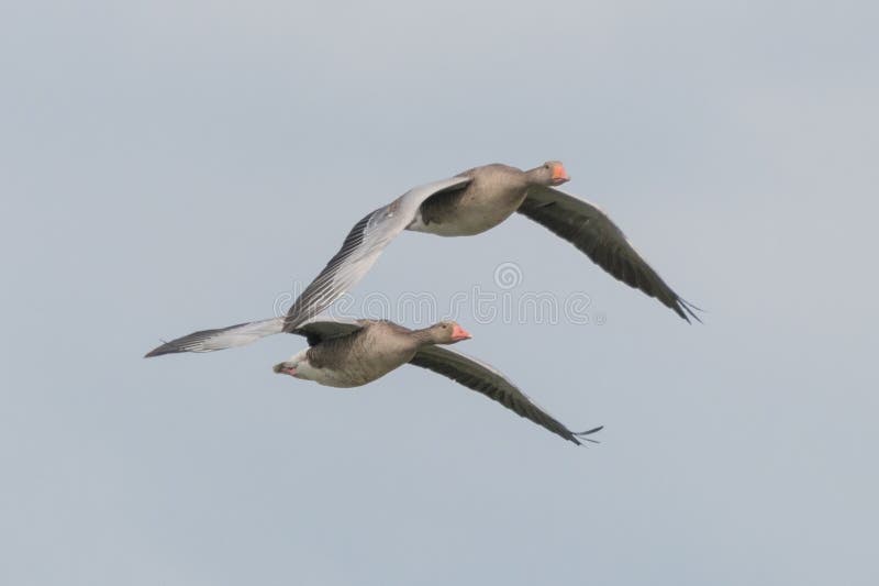 Geese in flight stock image. Image of flying, flight - 96212125