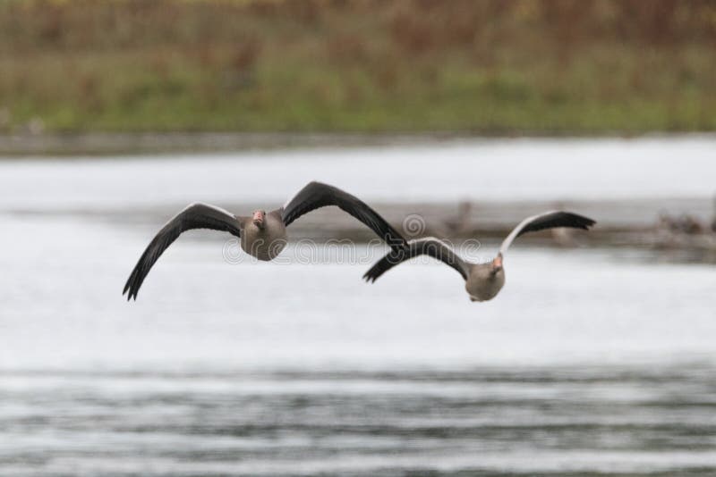 Oostervaardersplassen Stock Photos - Free & Royalty-Free Stock Photos ...