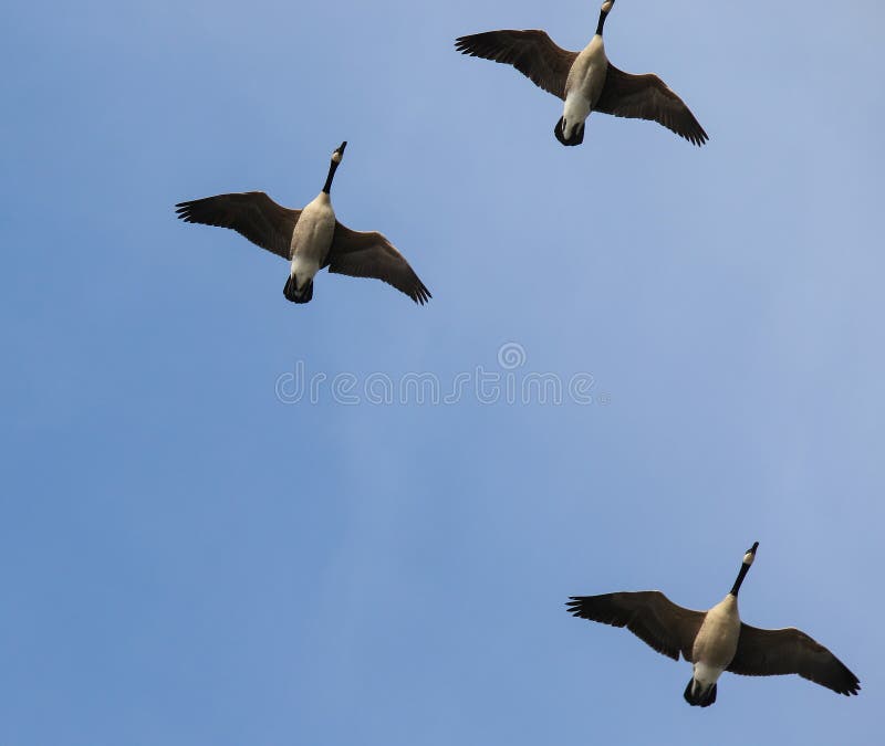 Geese in Flight stock image. Image of flying, season - 50314867