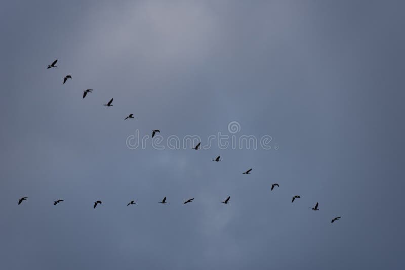Geese Flight in Formation Overhead Stock Image - Image of branch, loud ...