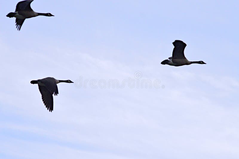 Geese in flight stock photo. Image of flock, bird, likely - 201556080