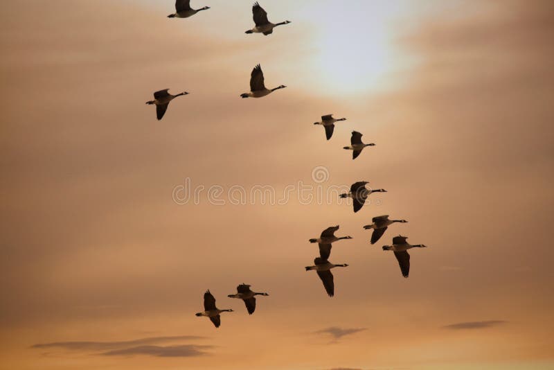 Geese Flocking during Spring Migration at Sunset Stock Image - Image of ...